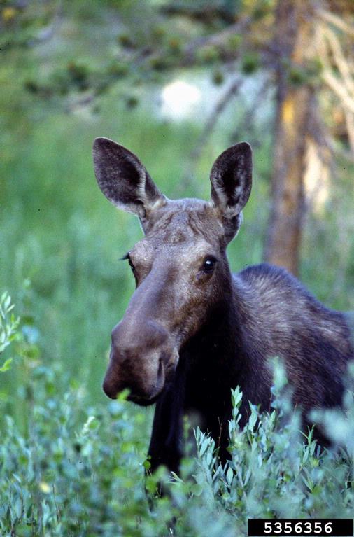 moose (Alces alces Linnaeus)
