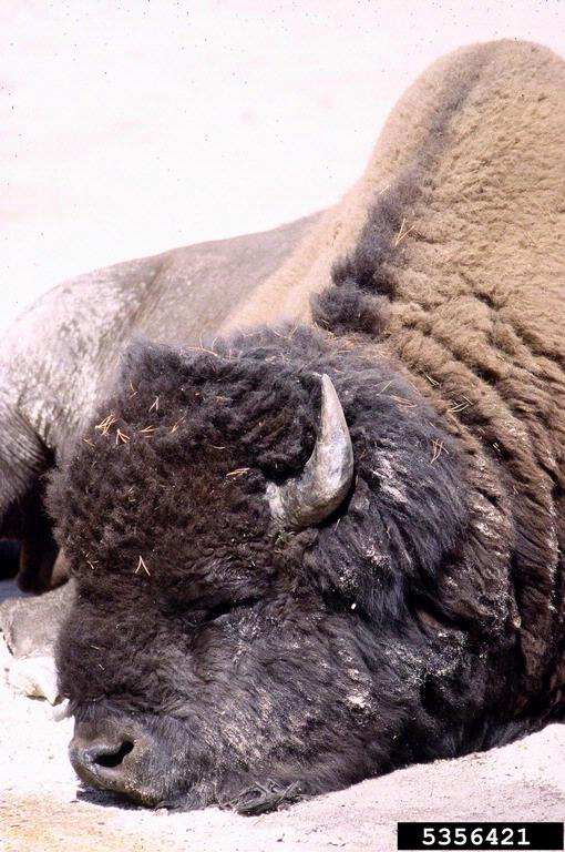 American bison (Bison bison Linnaeus)