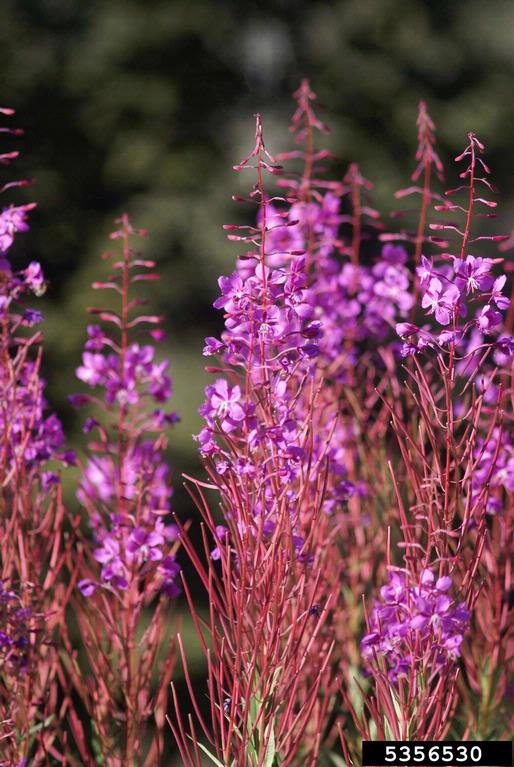 fireweed (Chamerion angustifolium (L.) Holub)