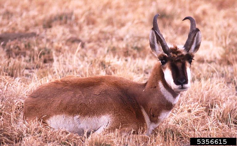 pronghorn antelope (Antilocapra americana (Ord, 1815))