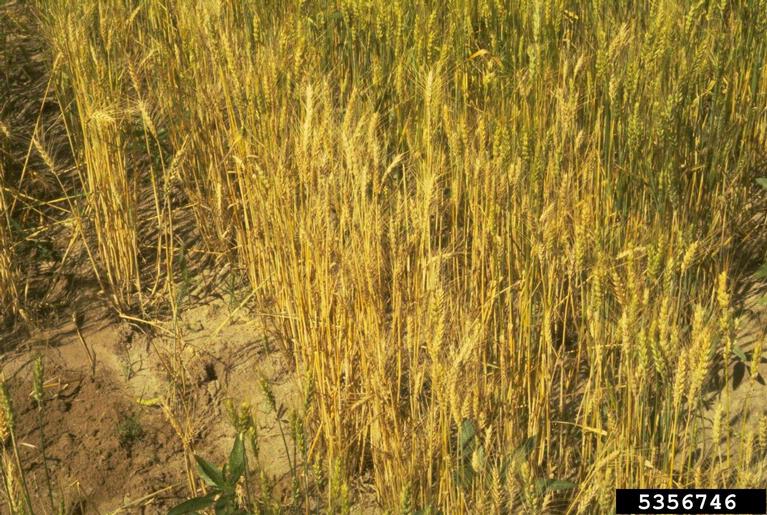 take-all root rot (Gaeumannomyces graminis var. tritici)