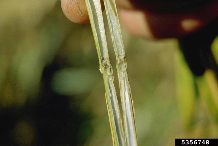 take-all root rot (Gaeumannomyces graminis var. tritici J. Walker)