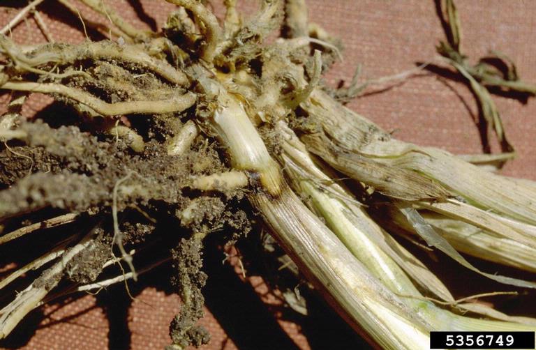 root rot (Phellinus hartigii)