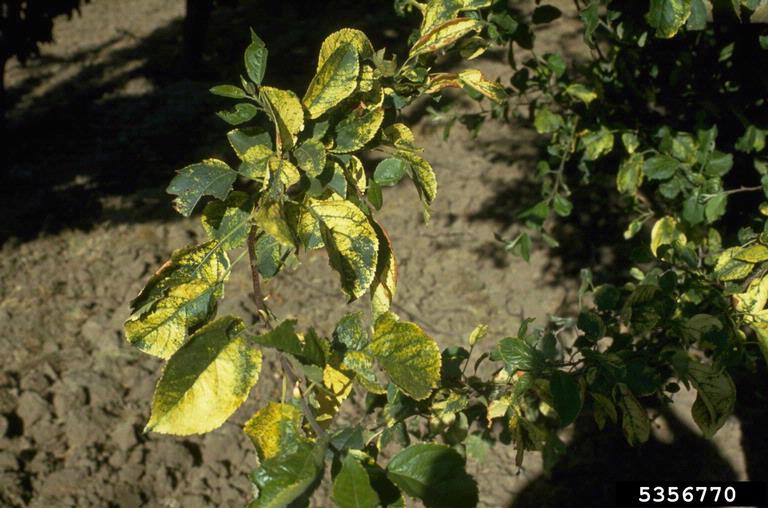 apple mosaic virus (ApMV) (Ilarvirus ApMV)