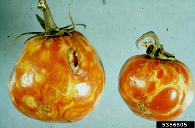 tomato spotted wilt virus (TSWV) (Tospovirus Tomato spotted wilt virus)
