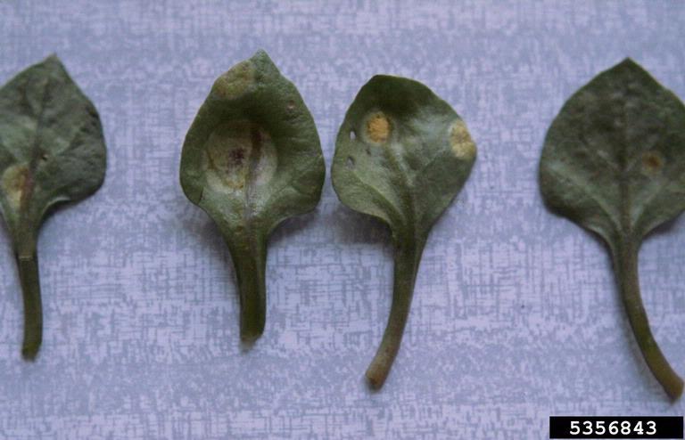 potato deforming rust (Aecidium cantensis Arthur)