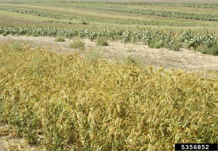 crop/tree alternation