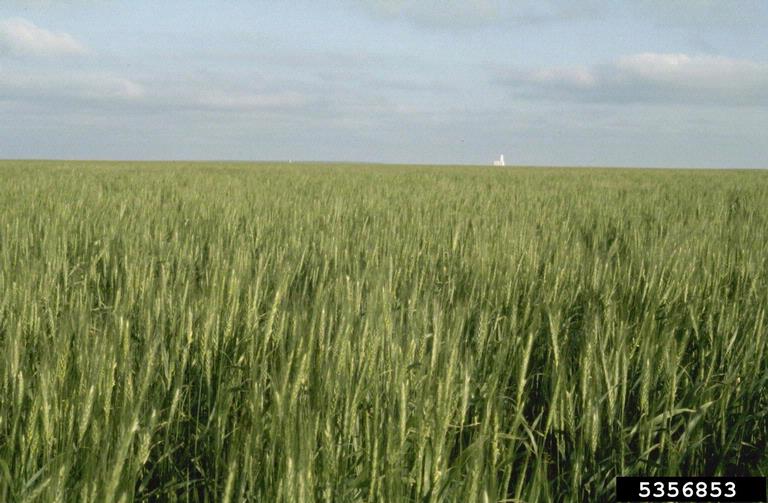 common wheat (Triticum aestivum L.)