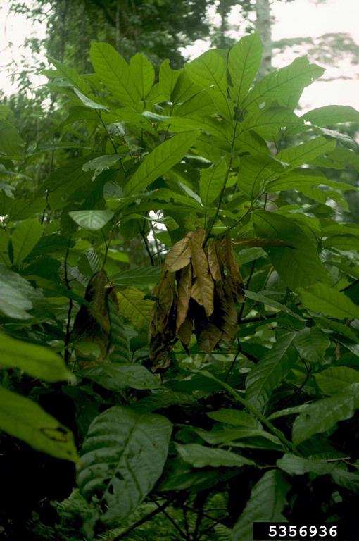 Corticium fungus (Corticium salmonicolor Berk. & Broome)