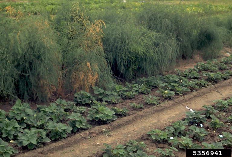 asparagus (Genus Asparagus)