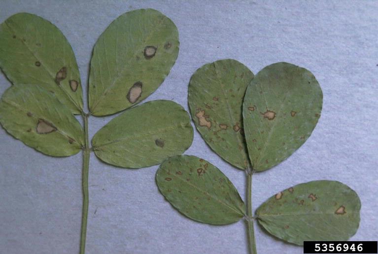 Phyllosticta leaf spots (Genus Phyllosticta Pers.)