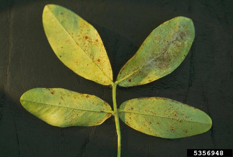 puccinia rusts (Genus Puccinia Pers.)