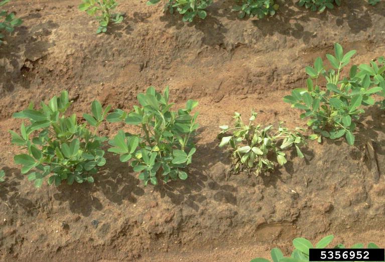 Aspergillus fungi (Aspergillus spp. ) on peanut (Arachis hypogaea ...