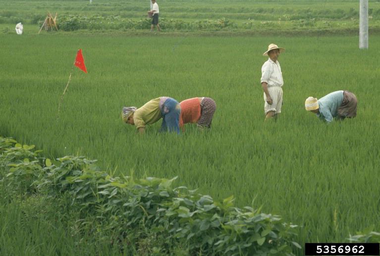 weeding / cultivation
