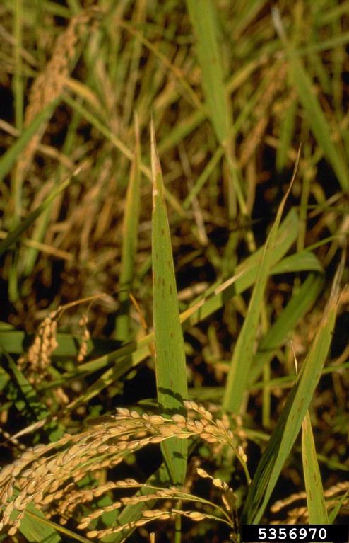 Cercospora fungi (Genus Cercospora)