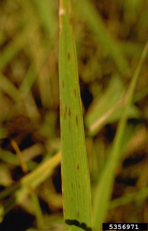 Cercospora fungi (Genus Cercospora)