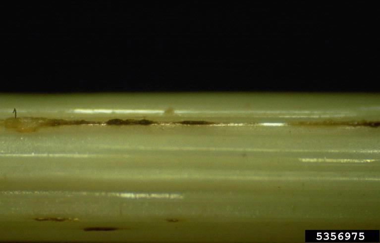 Rice Black Streaked Dwarf Virus (RBSDV) (Fijivirus Rice Black Streaked ...