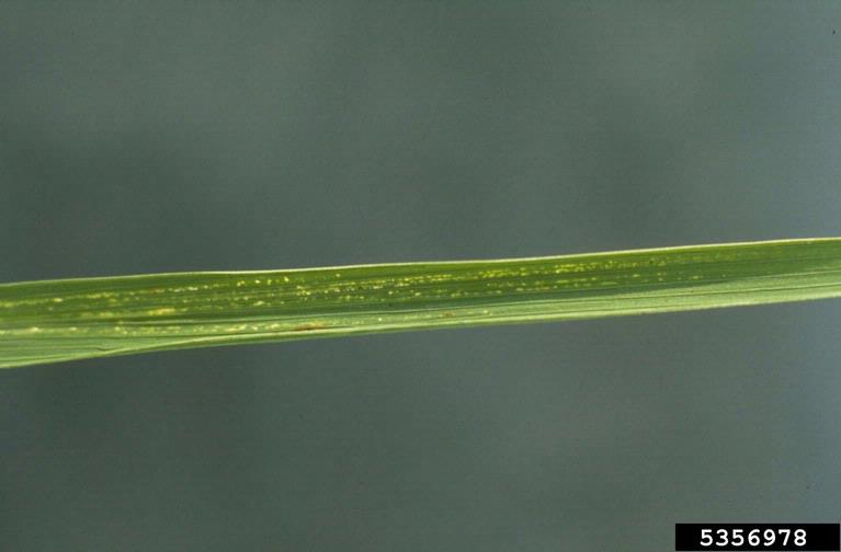 rice dwarf virus (RDV) (Phytoreovirus Rice dwarf virus)