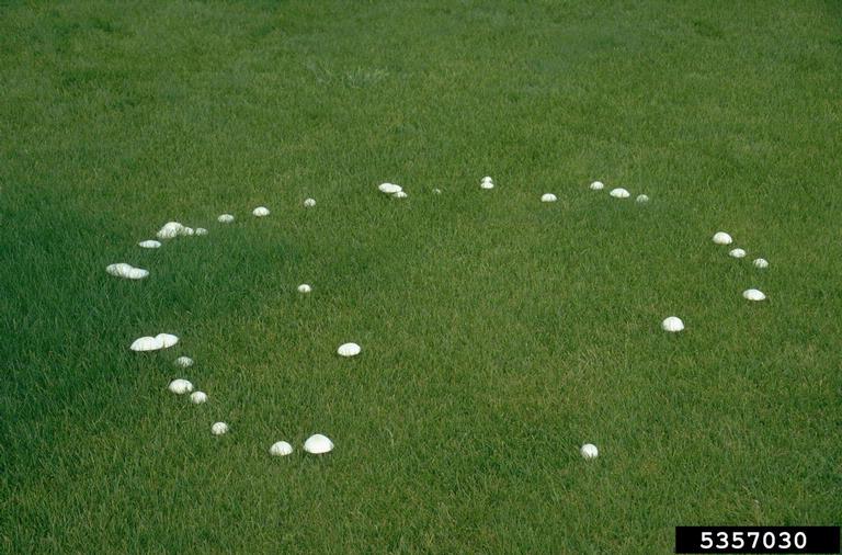 fairy rings on turf (general) - 5357030