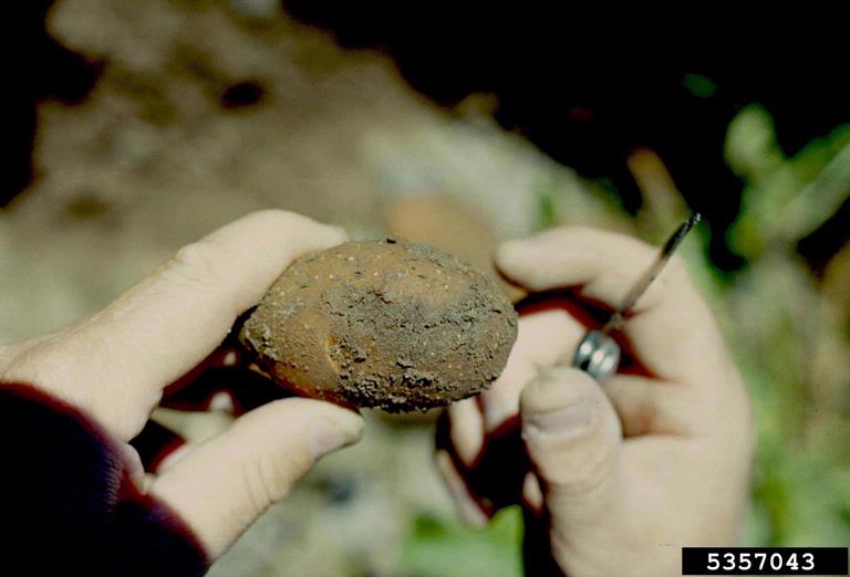 ring rot of potato (Clavibacter michiganensis ssp. sepedonicus)