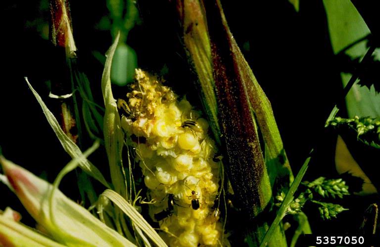 western corn rootworm (Diabrotica virgifera virgifera LeConte, 1868)