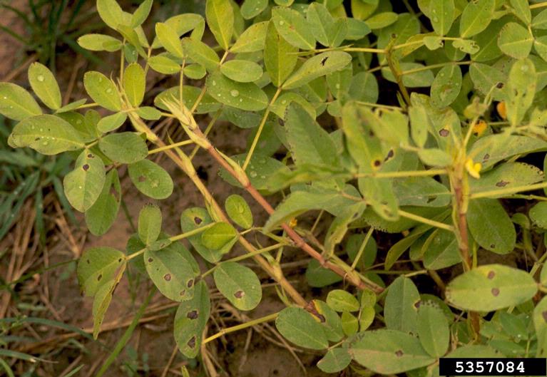 Cercospora fungi (Genus Cercospora)