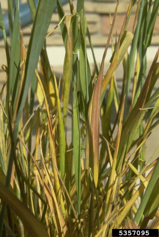 barley yellow dwarf virus (BYDV) (Luteovirus Barley yellow dwarf virus)