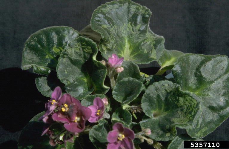 unknown virus on African violet (Saintpaulia spp. ) - 5357110