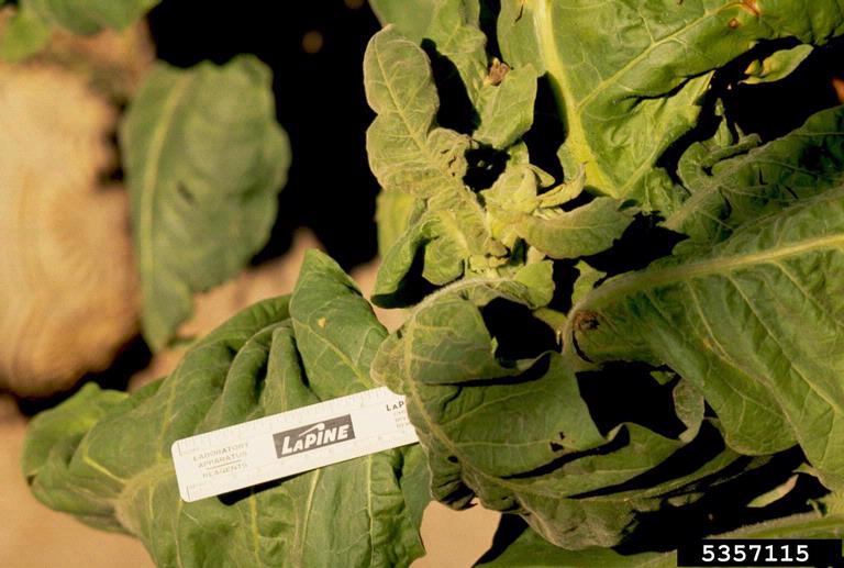Tobacco Leaf Curl Virus (TLCV) (Begomovirus Tobacco Leaf Curl Virus)