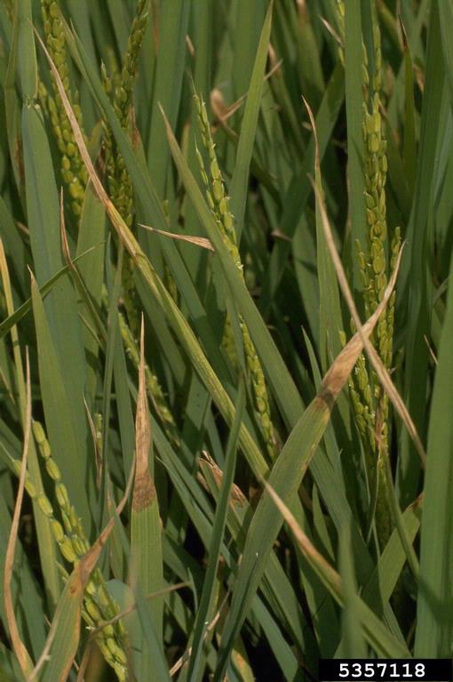 leaf scald (Monographella albescens)