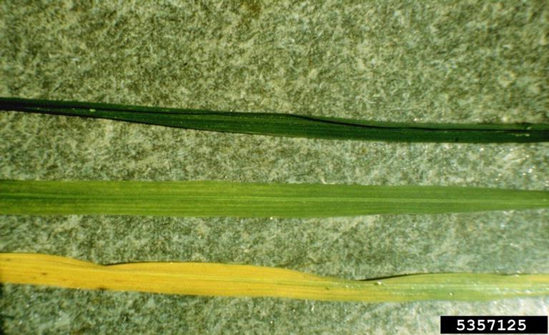 rice orange leaf (Genus Phytoplasma)