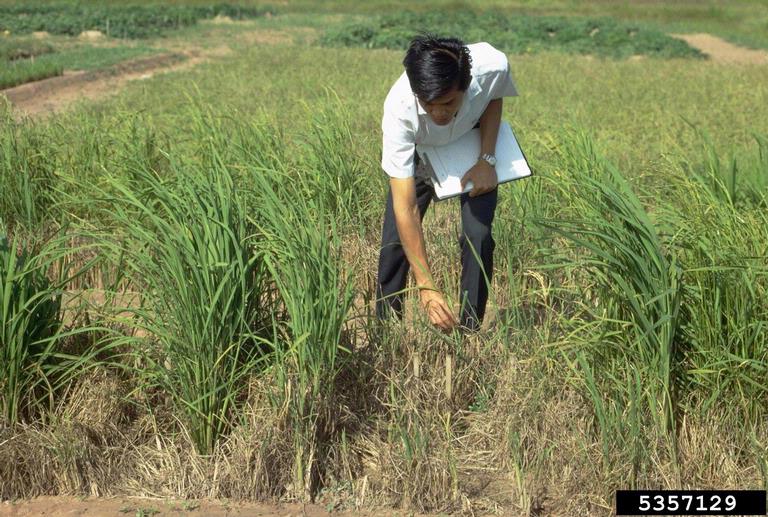 Pyricularia grisea Sacc.