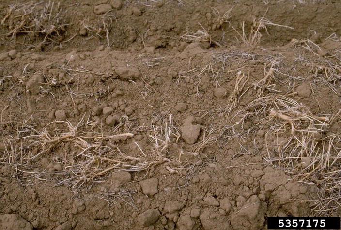 common bean, Phaseolus vulgaris (Fabales: Fabaceae) - 5357175