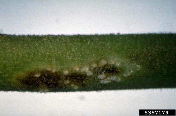 dry bean rust (Uromyces appendiculatus)