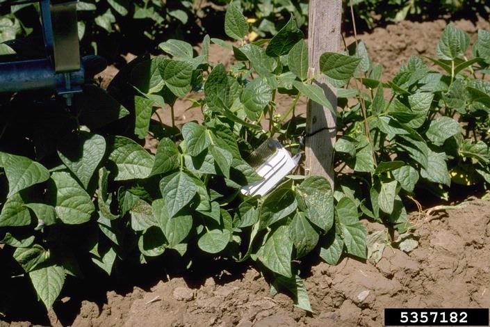 common bean (Phaseolus vulgaris)