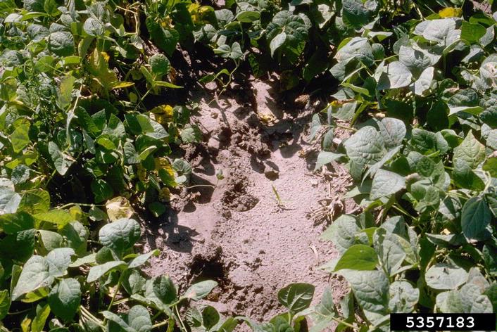 common bean (Phaseolus vulgaris L.)