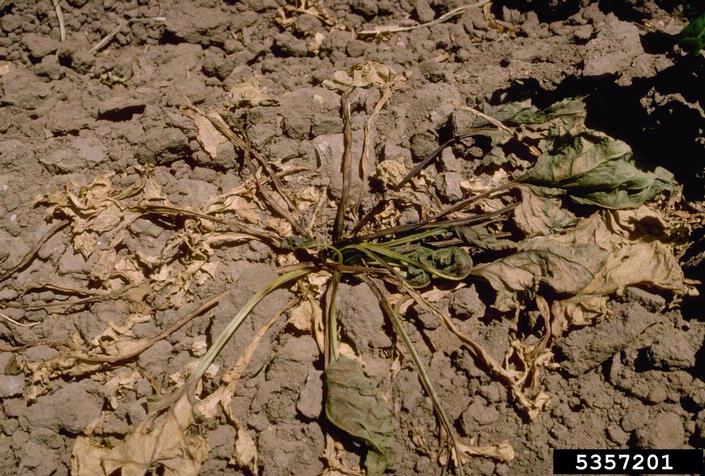 Rhizoctonia damping-off, blight and rot (Rhizoctonia solani)