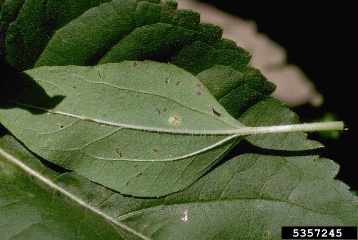 rust (Puccinia helianthi)