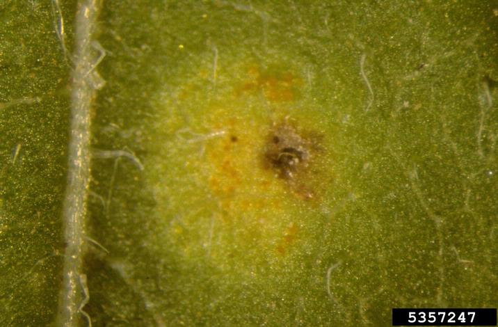 rust (Puccinia helianthi)