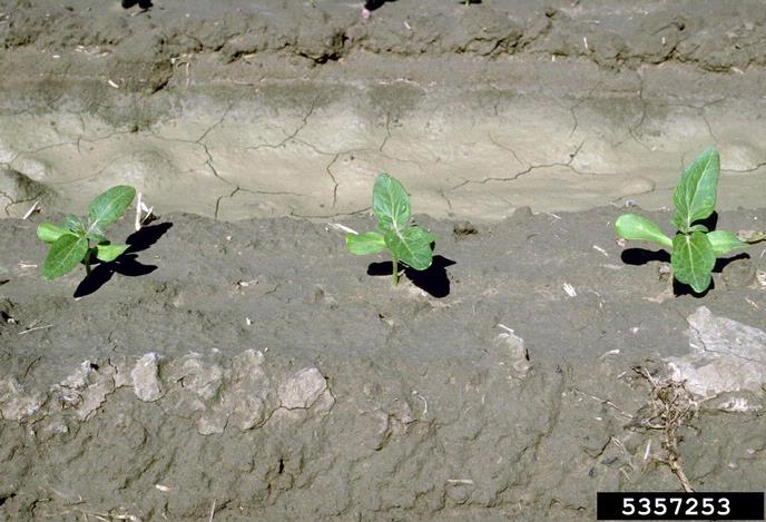 sunflower (Genus Helianthus L.)