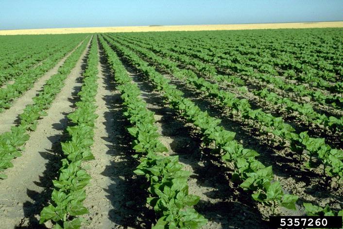 sunflower (Genus Helianthus)