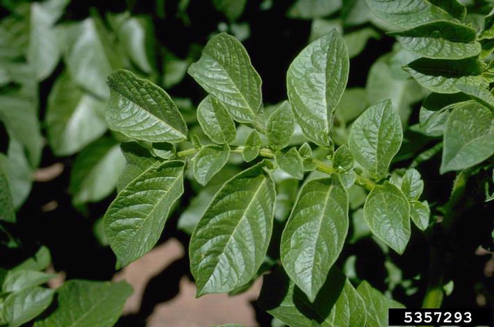 potato (Solanum tuberosum)