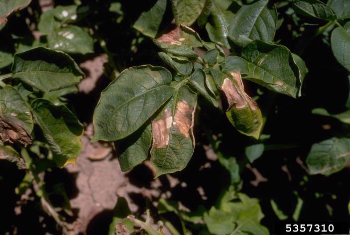 Fusarium wilts, blights, rots and damping-off (Genus Fusarium Link)