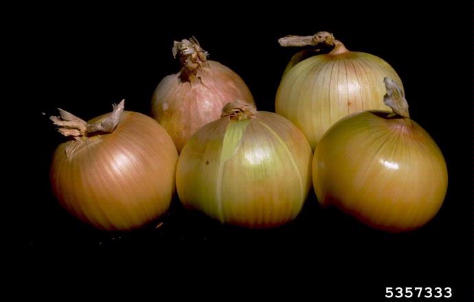garden onion (Allium cepa)
