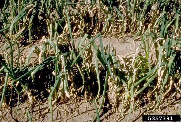 downy mildew (Peronospora destructor (Berk.) Casp. ex Berk.)