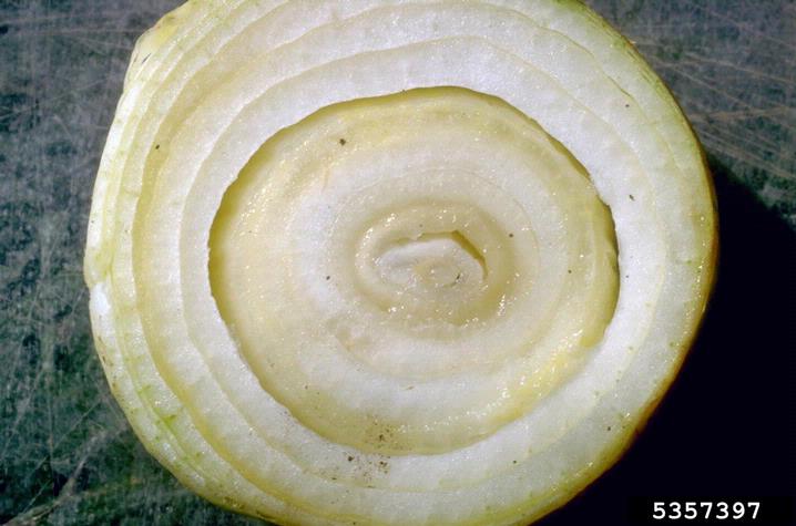 Pantoea rot and blight (Pantoea ananatis pv. ananatis (Serrano 1928 ...