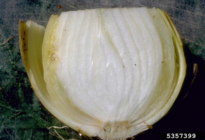 Pantoea rot and blight (Pantoea ananatis pv. ananatis (Serrano 1928 ...