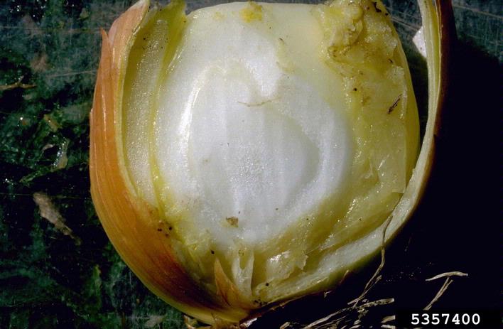 Pantoea rot and blight (Pantoea ananatis pv. ananatis (Serrano 1928 ...