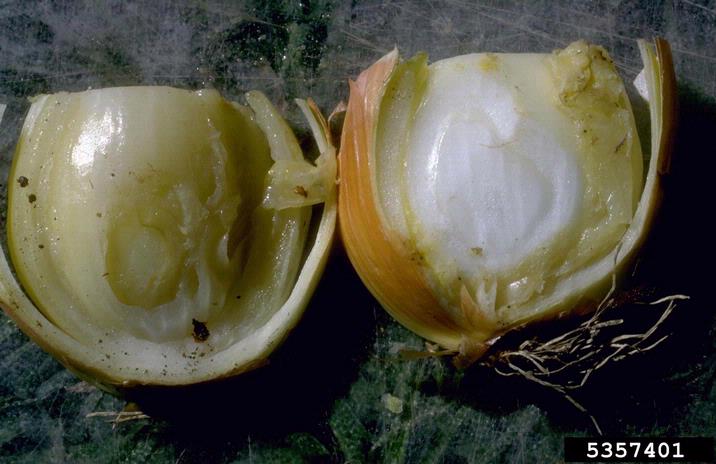 Pantoea rot and blight (Pantoea ananatis pv. ananatis (Serrano 1928 ...
