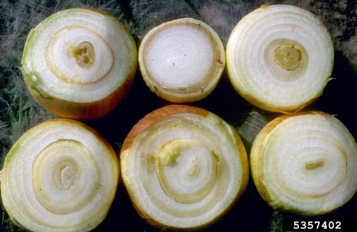 Pantoea rot and blight (Pantoea ananatis pv. ananatis)